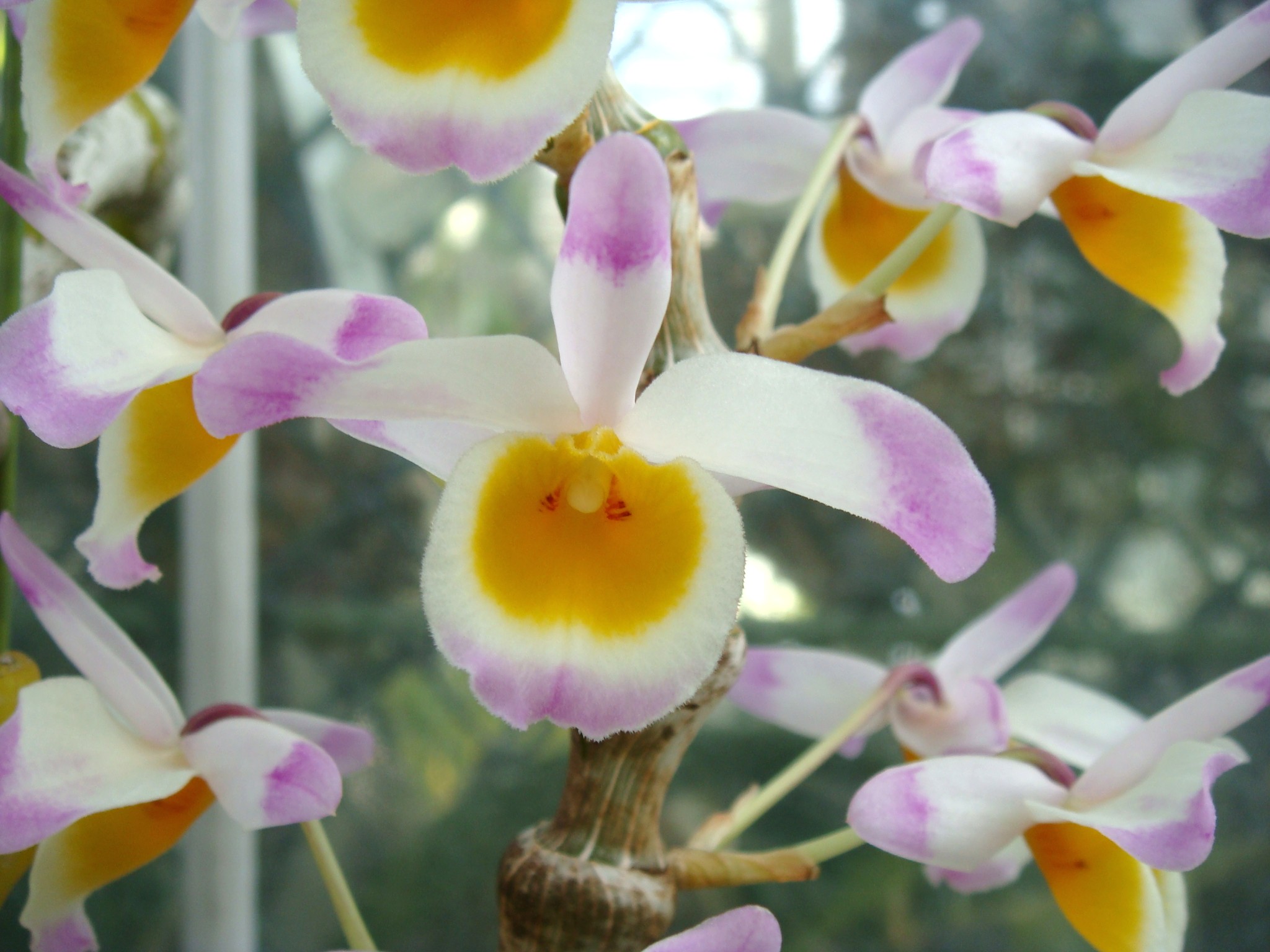 Dendrobium pendulum Roxburgh